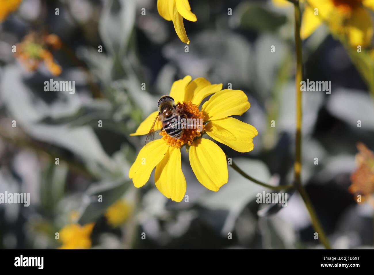 Fly that looks similar to a bee feeding on a Bristol brush flower at ...