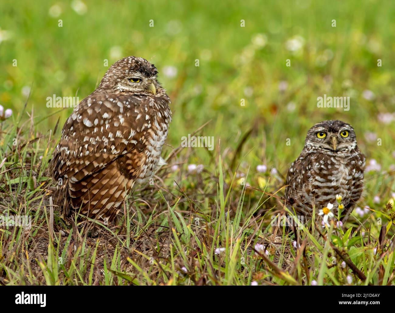 A pair of burrowing owls sit outside their burrows in a grassy field ...