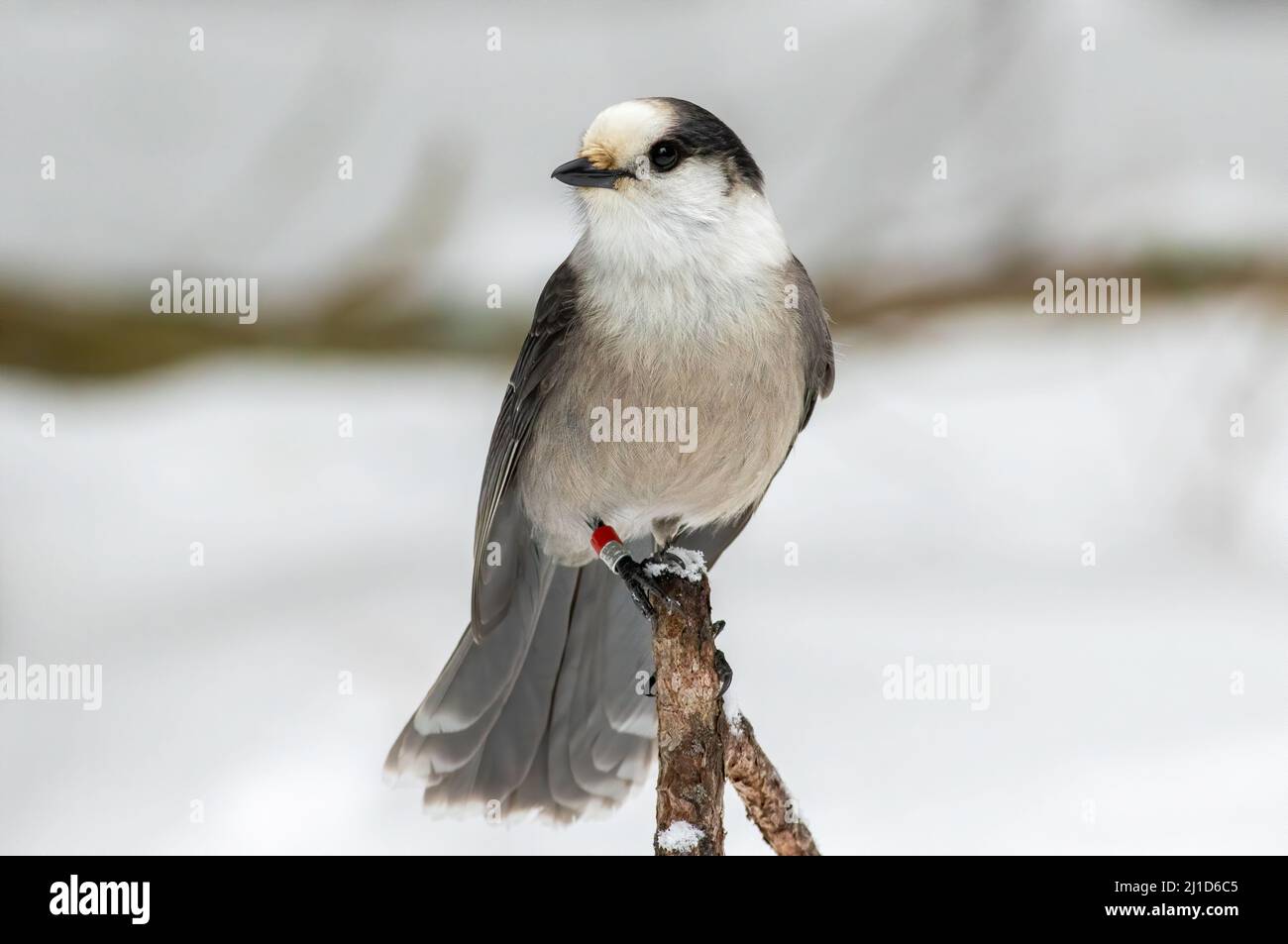 A Canada Gray Jay perched on a tree limb during winter Stock Photo - Alamy