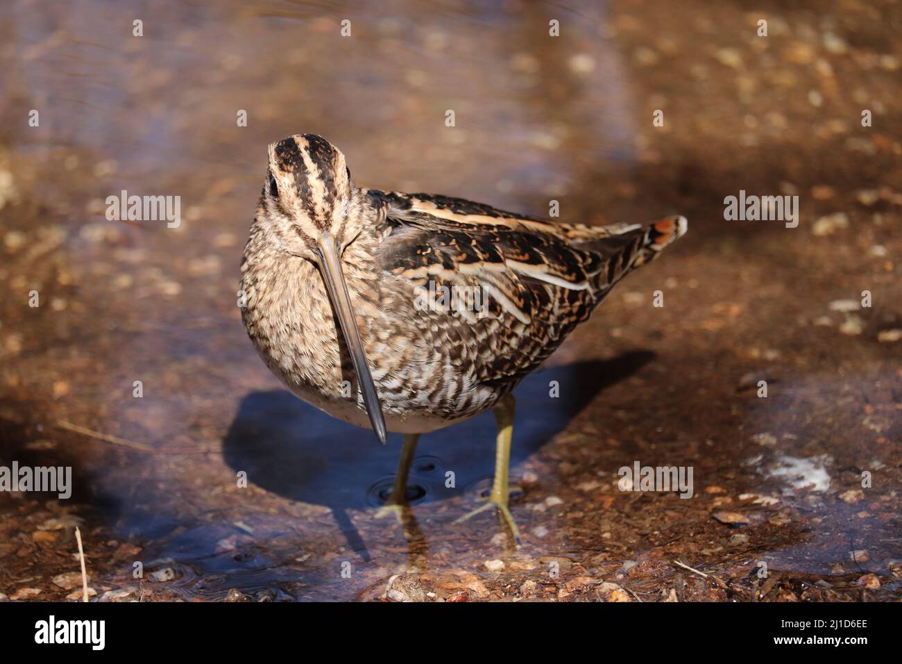 Wilson's snipe or gallinago delicata standing in shallow pond at the ...