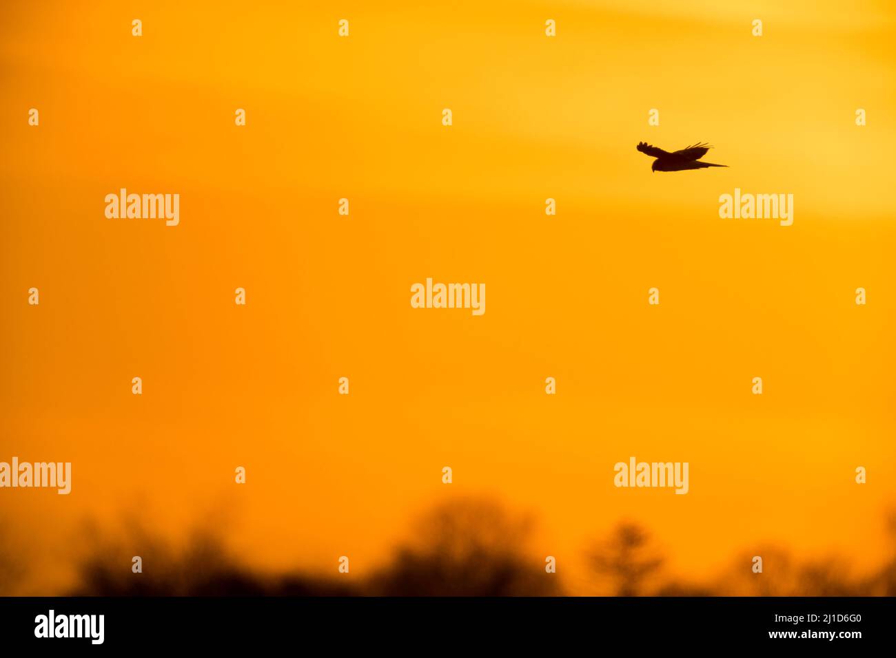 Harrier in flight silhouette hi-res stock photography and images - Alamy