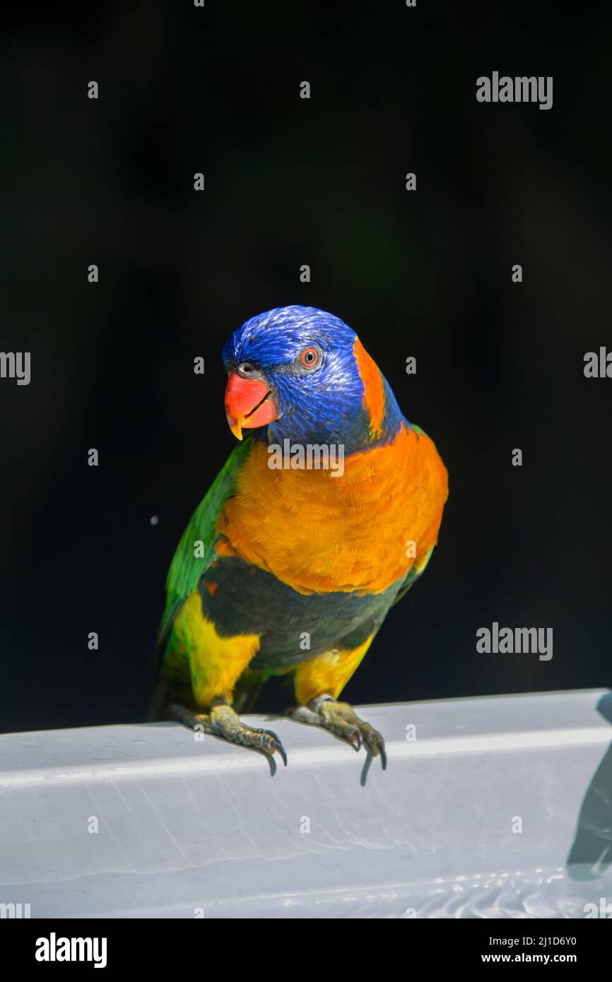 Red collared lorikeet hi-res stock photography and images - Alamy