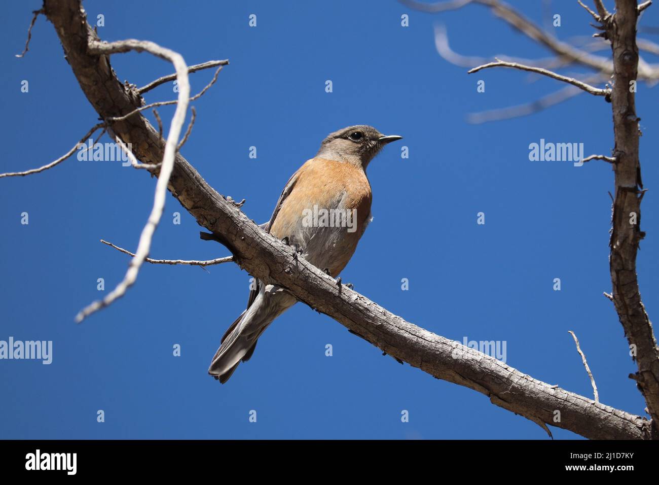 Female Western Bluebird or Sialia Mexicana perching in a tree at Green ...