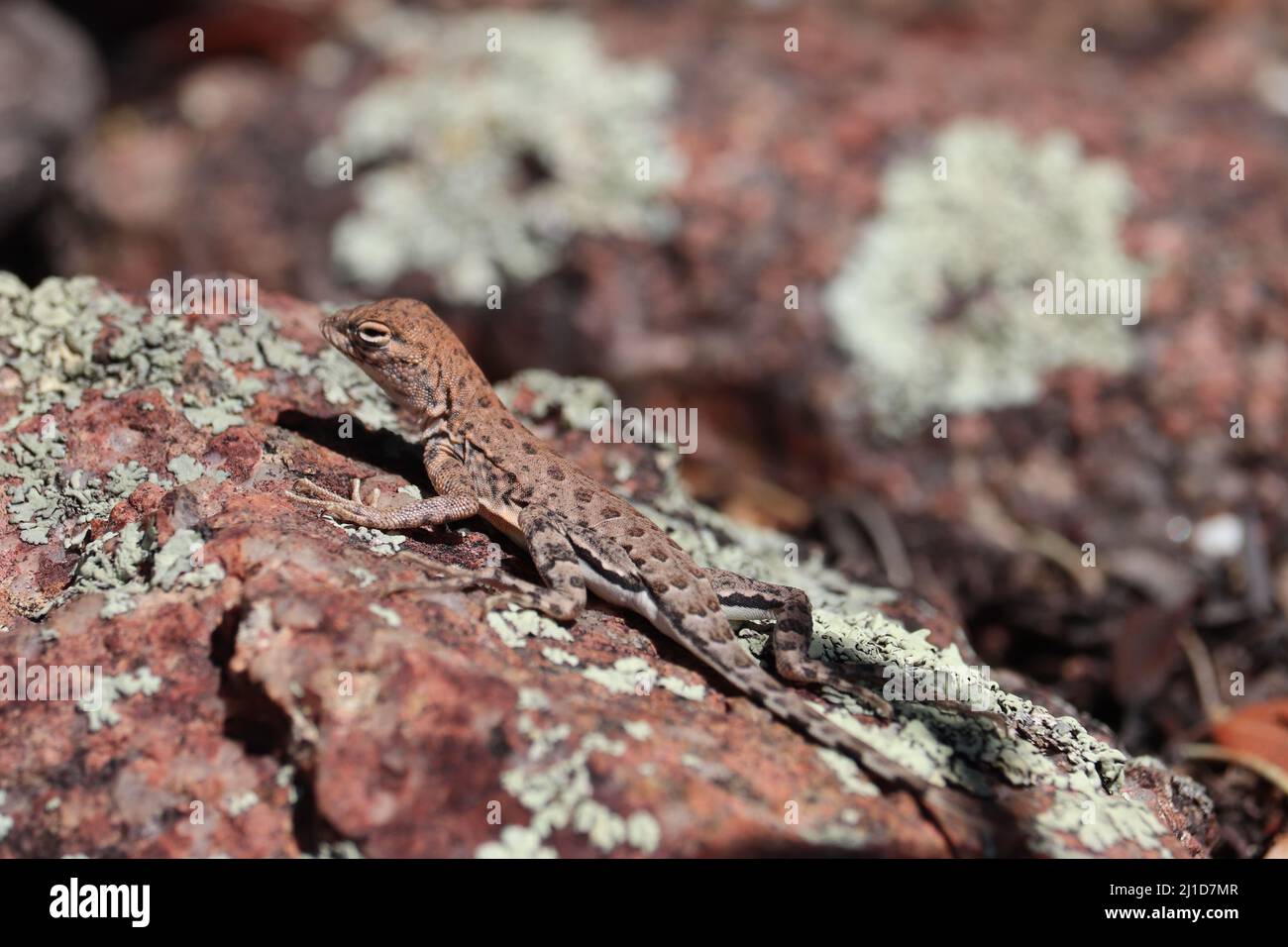 Earless lizards hi-res stock photography and images - Alamy