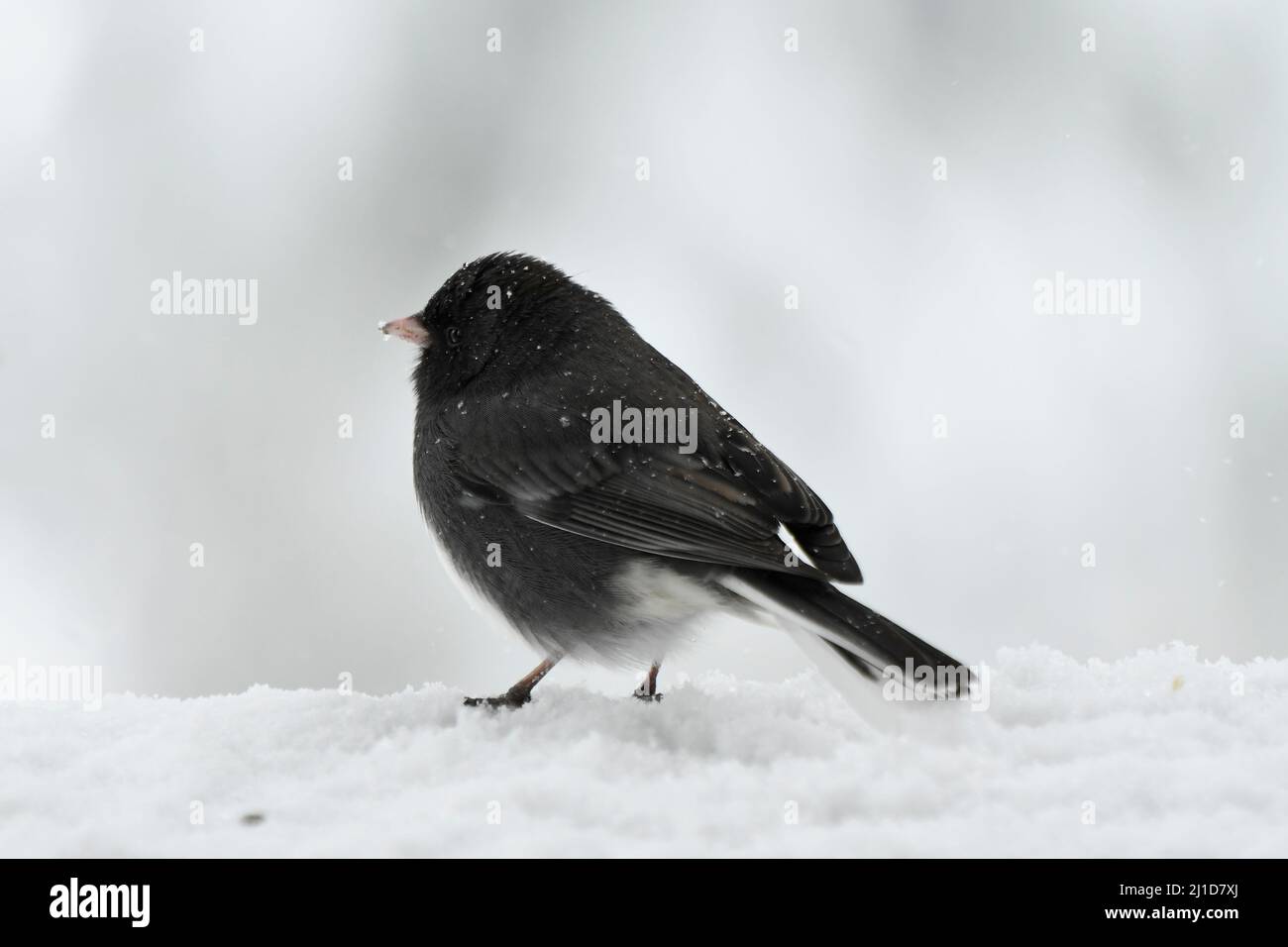 Black-eyed Junco resting on snow covered ledge Stock Photo - Alamy