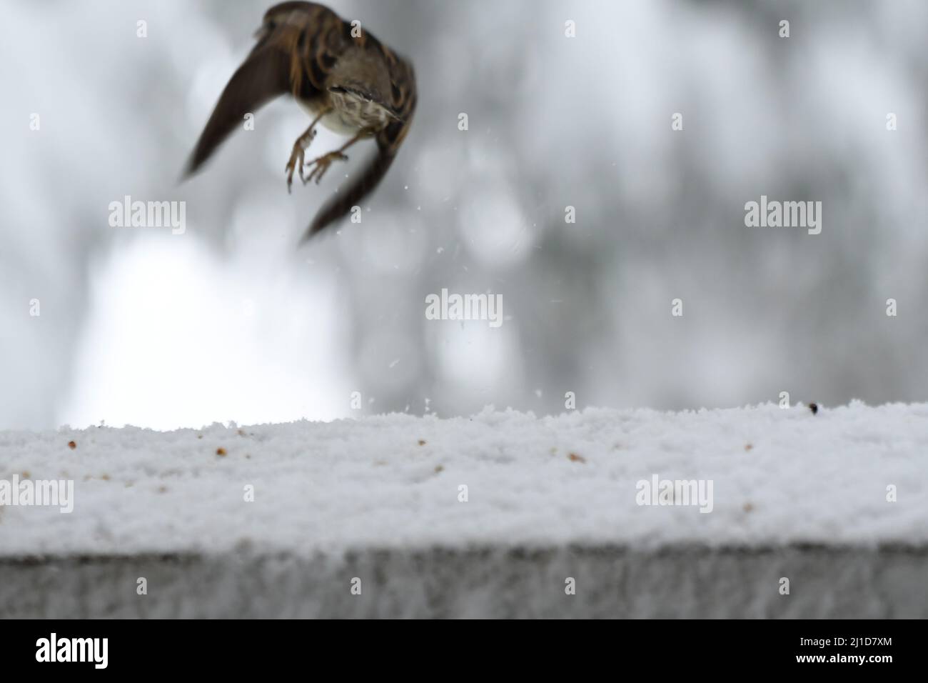 House Sparrow taking off in flight from snow platform Stock Photo - Alamy