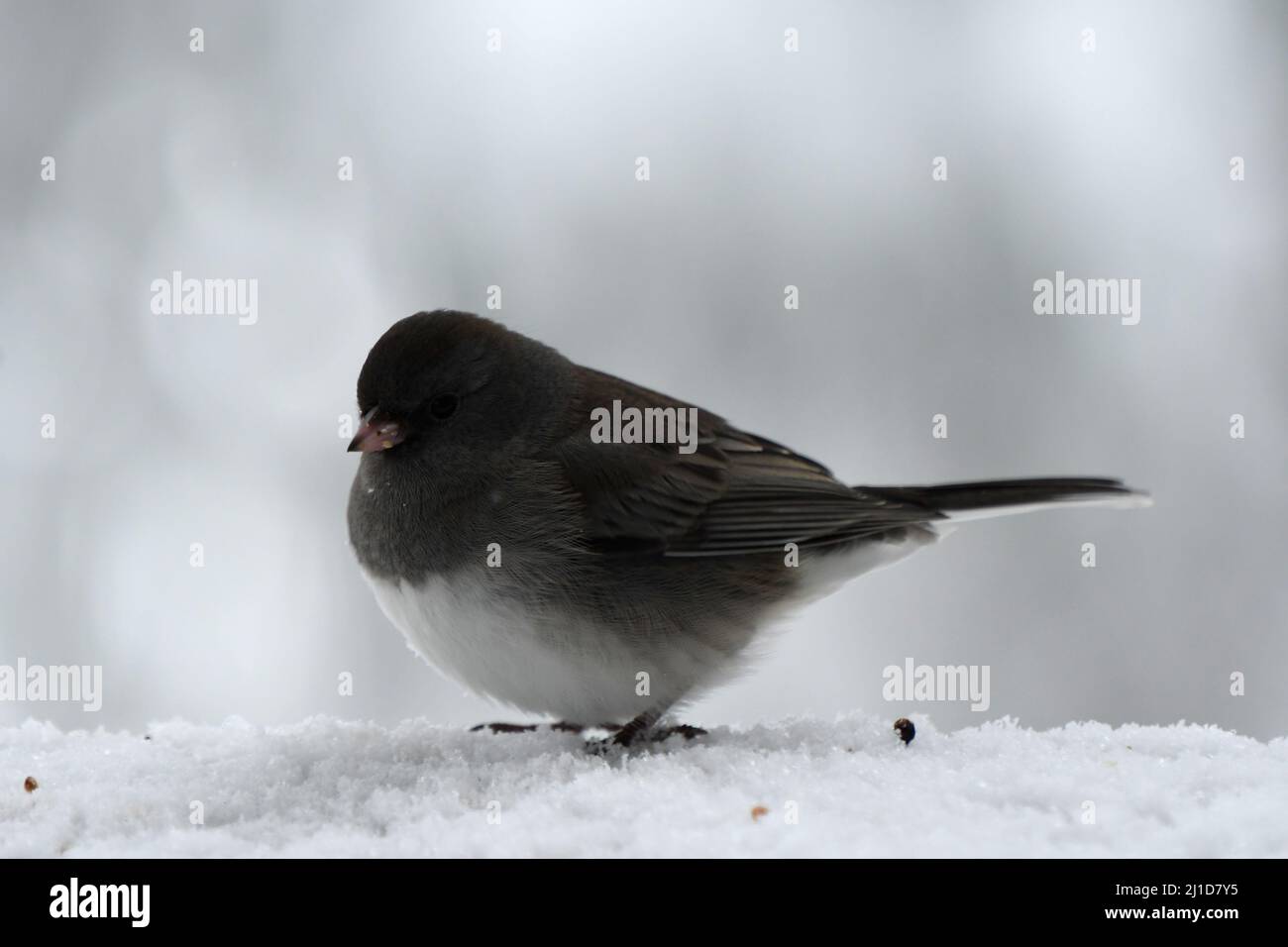 Black-eyed Junco resting on snow covered ledge Stock Photo - Alamy