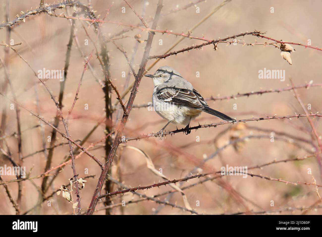 Briar patch hi-res stock photography and images - Alamy