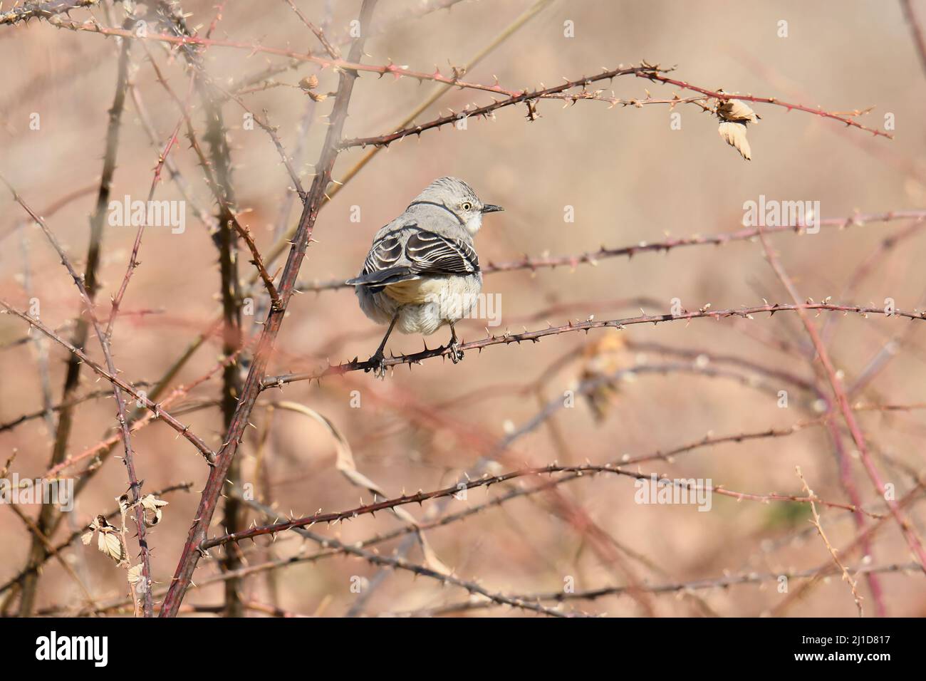 Briar patch hi-res stock photography and images - Alamy