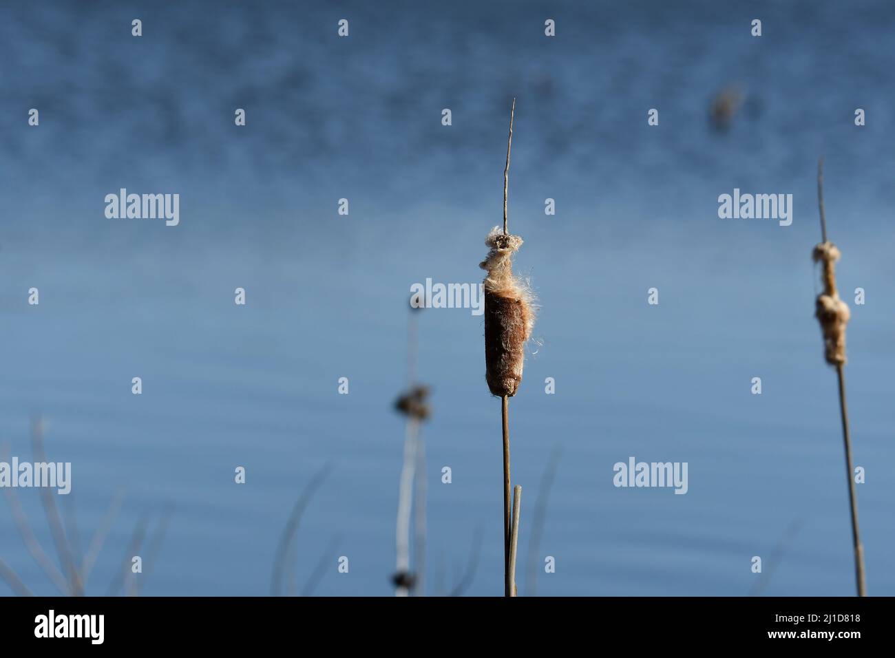 Closeup of Cattail plant with seeds coming out Stock Photo - Alamy