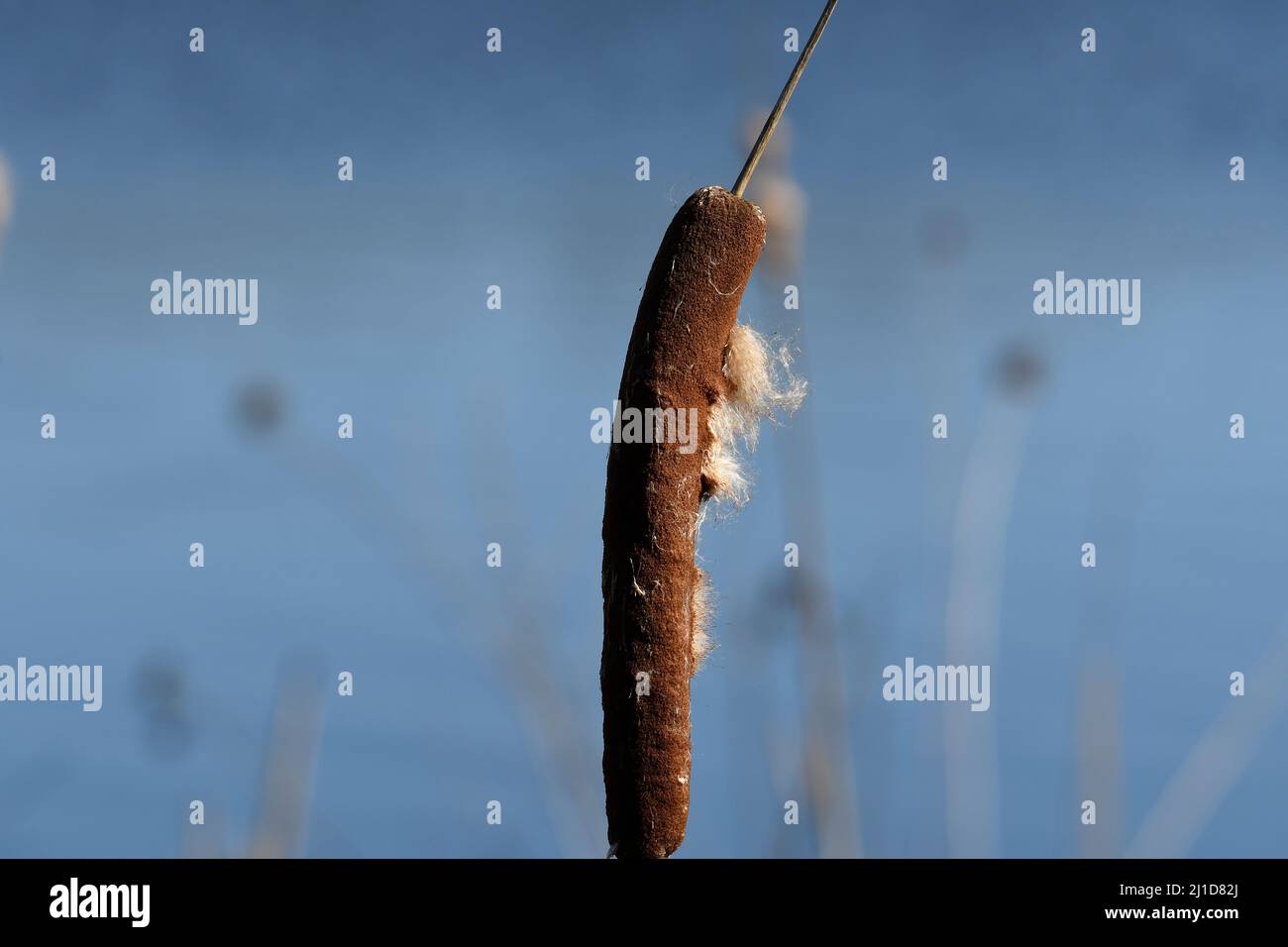 Closeup of Cattail plant with seeds coming out Stock Photo - Alamy