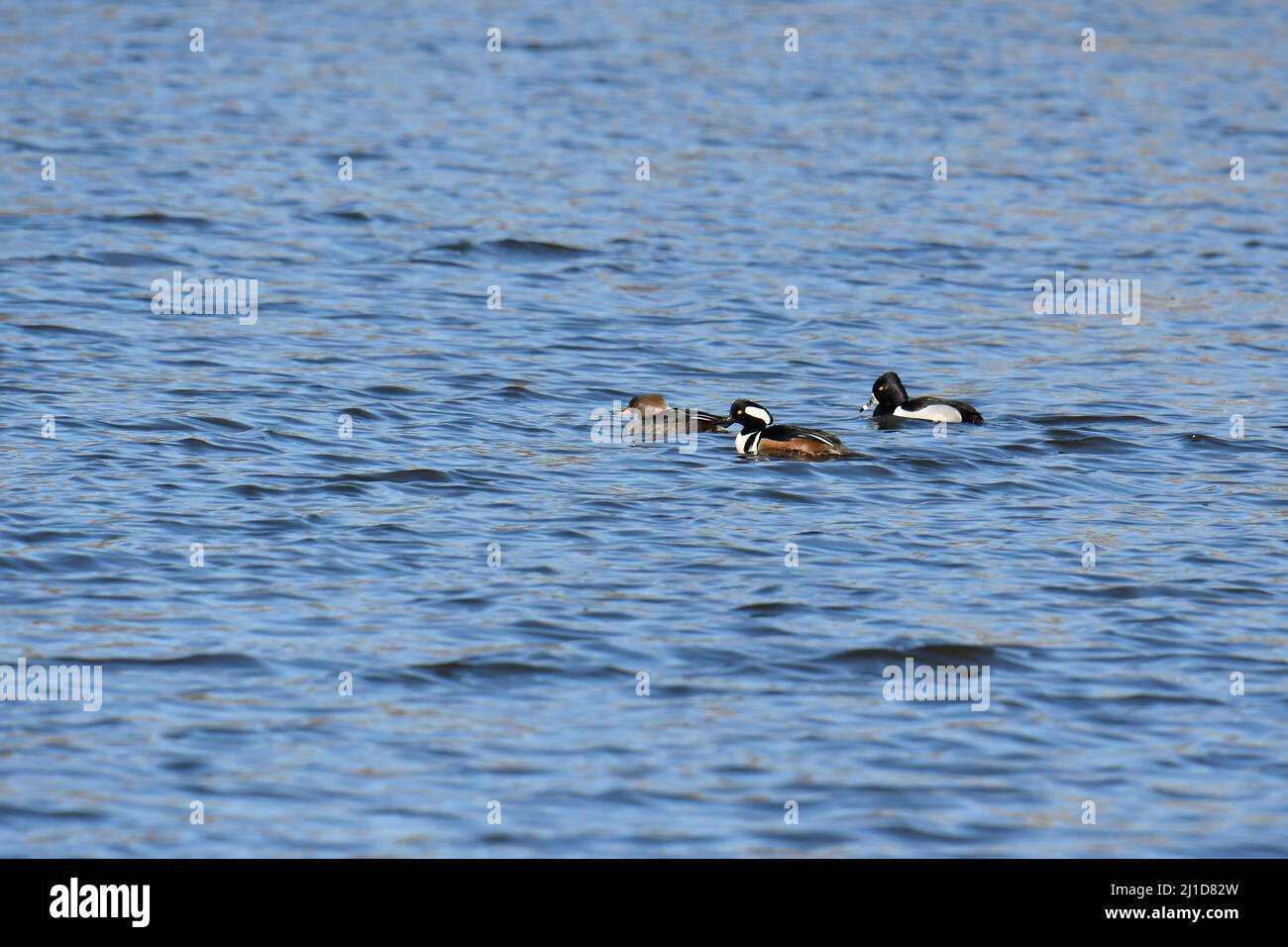 Bafflehead Ring-Neck Merganser Duck together in lake Stock Photo - Alamy