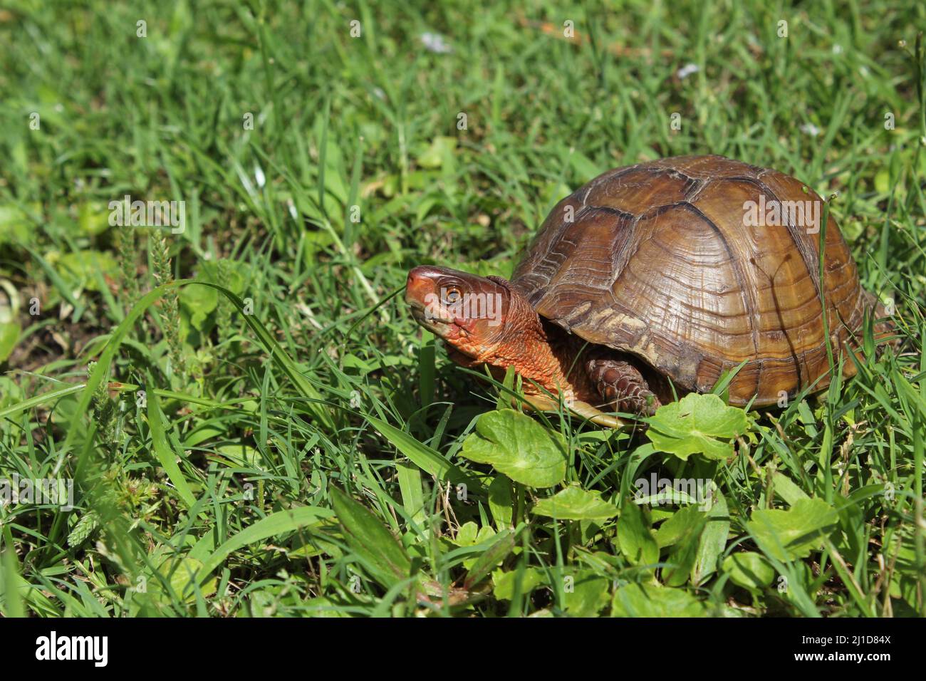 Eastern box turtle, water hi-res stock photography and images - Alamy