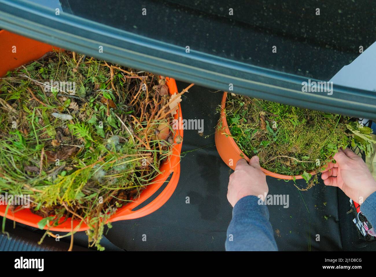 Vegetable waste.vegetable compost in an orange basket in the trunk of a ...