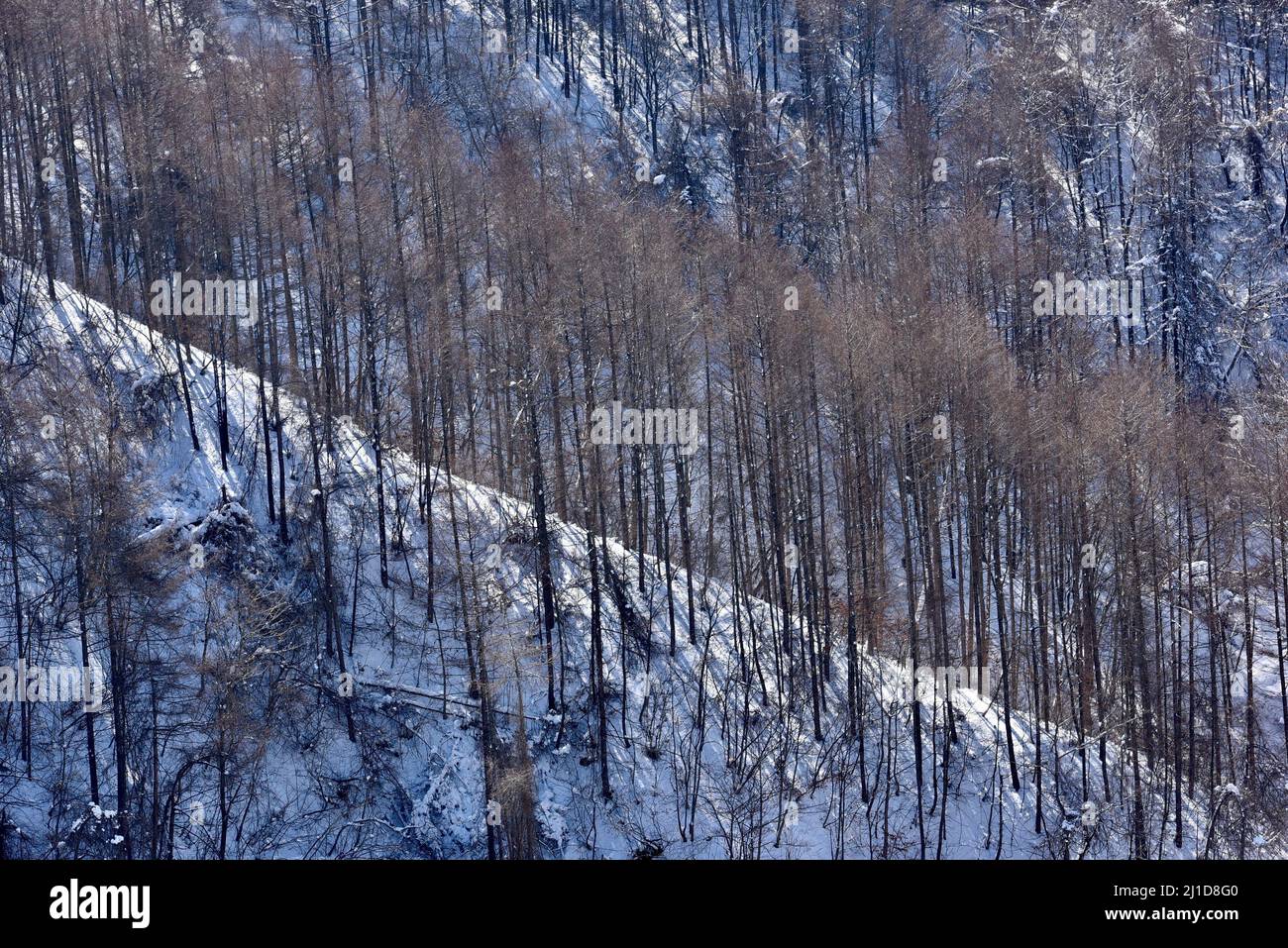 Deciduous trees in winter hi-res stock photography and images - Alamy