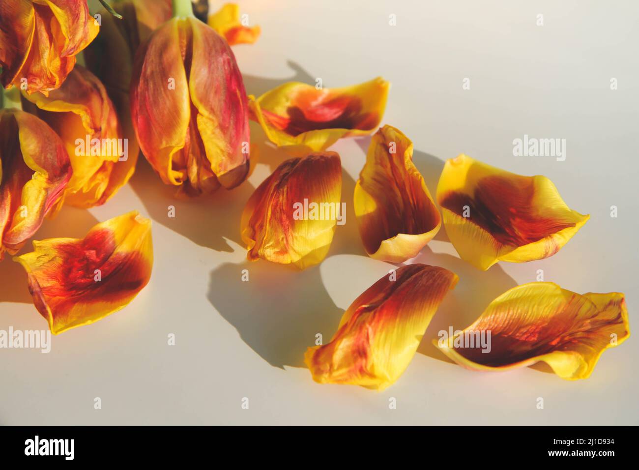 Withered flowers. Dry tulips in the sun. Fallen flowers. Bouquet of ...