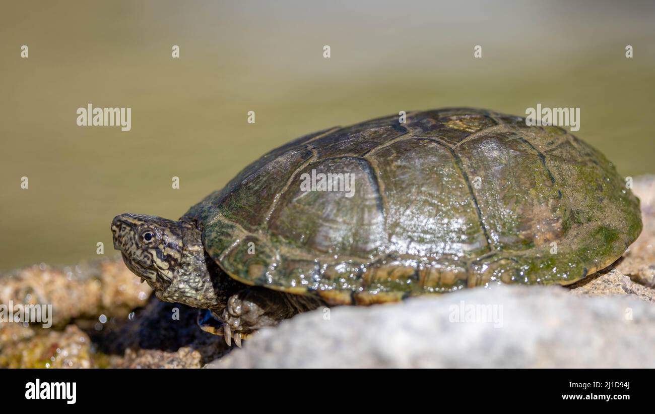 Mud turtle hi-res stock photography and images - Alamy