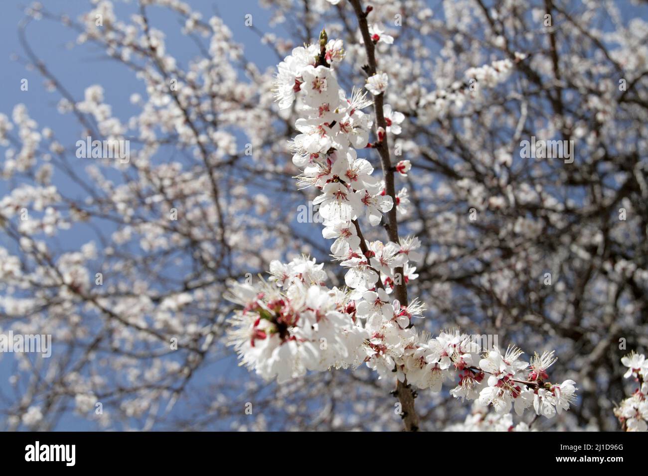 Season in tajikistan hi-res stock photography and images - Alamy