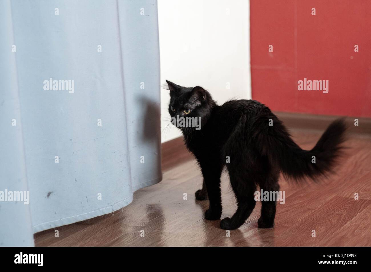 portrait of a cat with stripes laying on a ground, close-up, selective ...