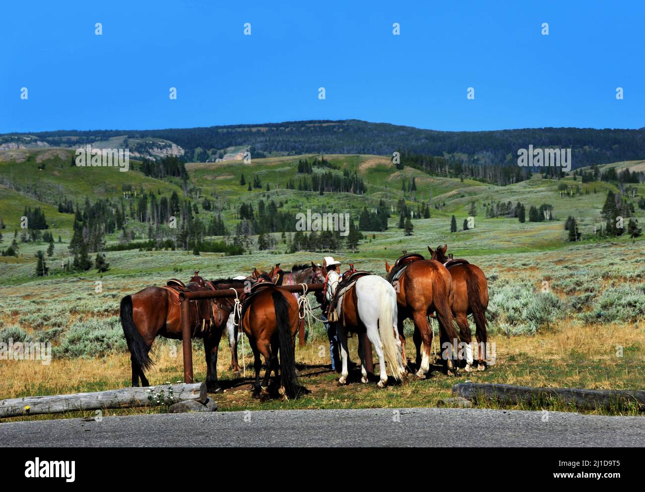 Group of horses await their passengers at the trail head. Tour guide ...