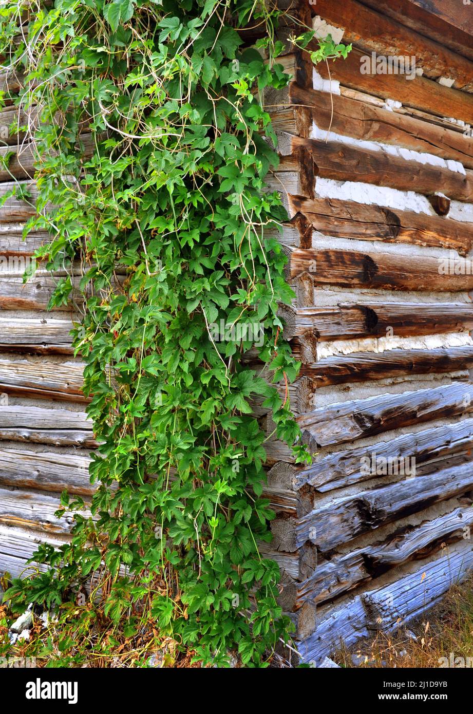 Corner image shows the cut and fix of logs on an historic, log cabin ...