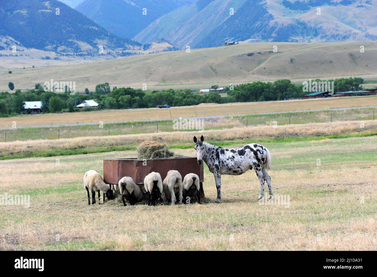 Protecting farm animals hi-res stock photography and images - Alamy
