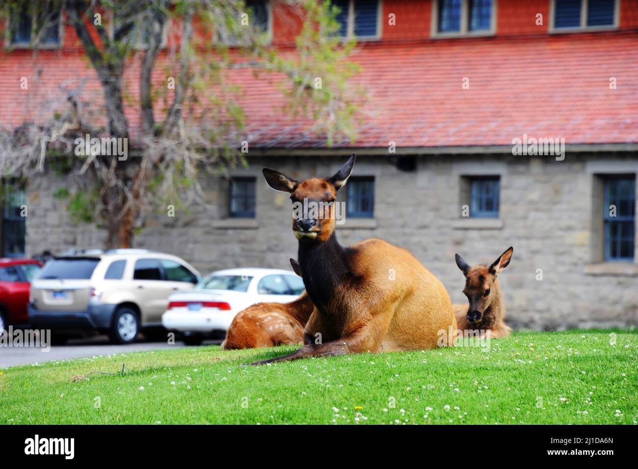 Typical scene around Mammoth Springs in Yellowstone National Park, is ...