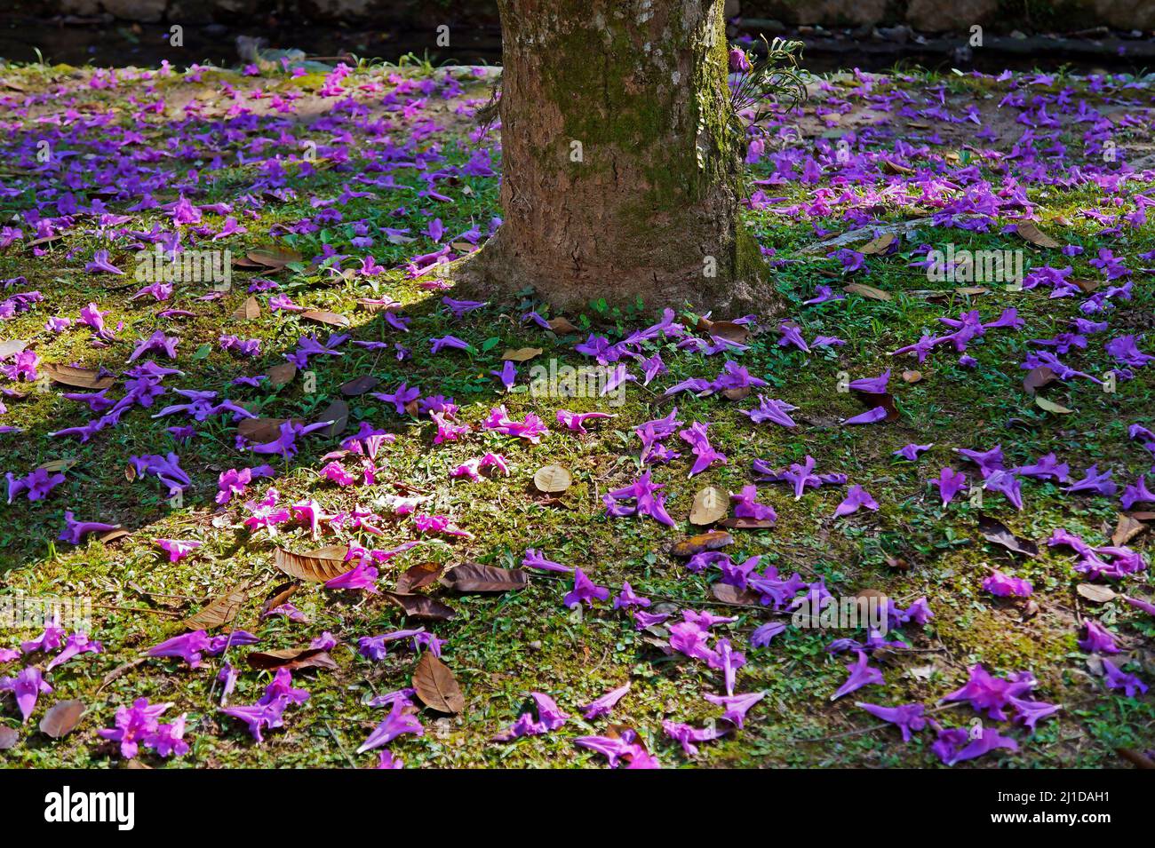 Purple ipe or purple trumpet tree flowers on soil, (Handroanthus ...