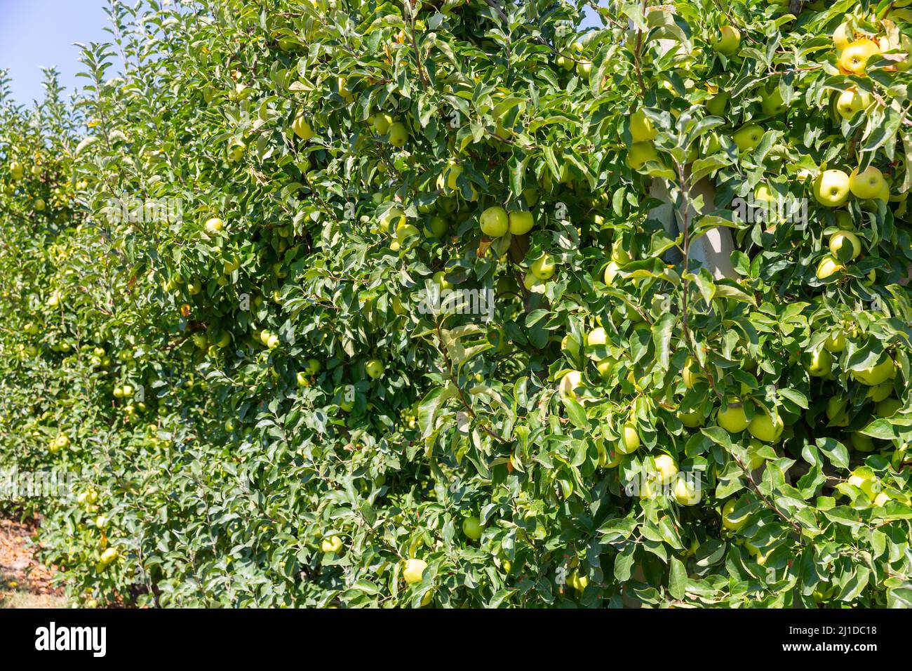 Photo of fruit trees hi-res stock photography and images - Alamy