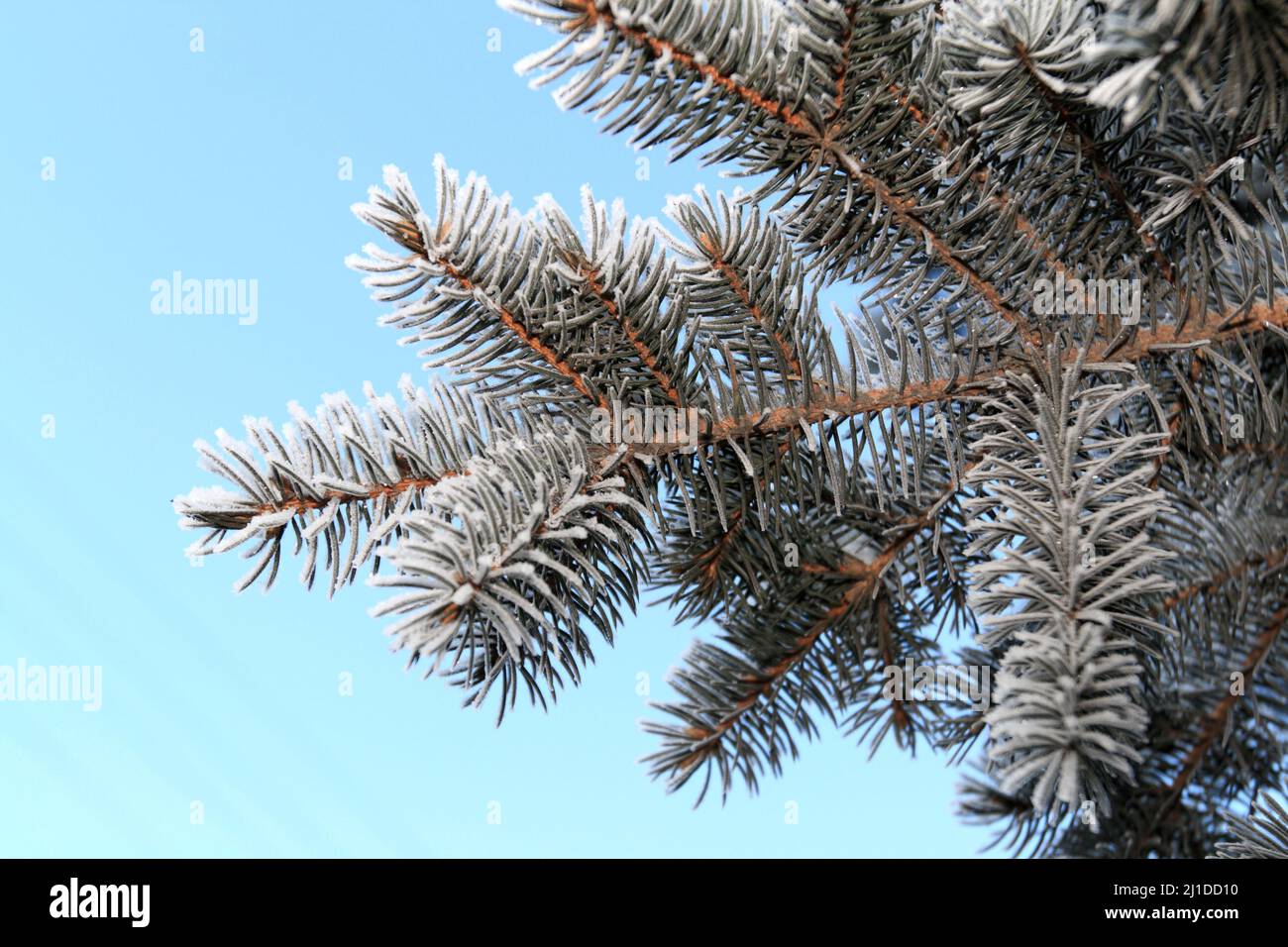The snowy pine spruce in a park, Russia Stock Photo - Alamy