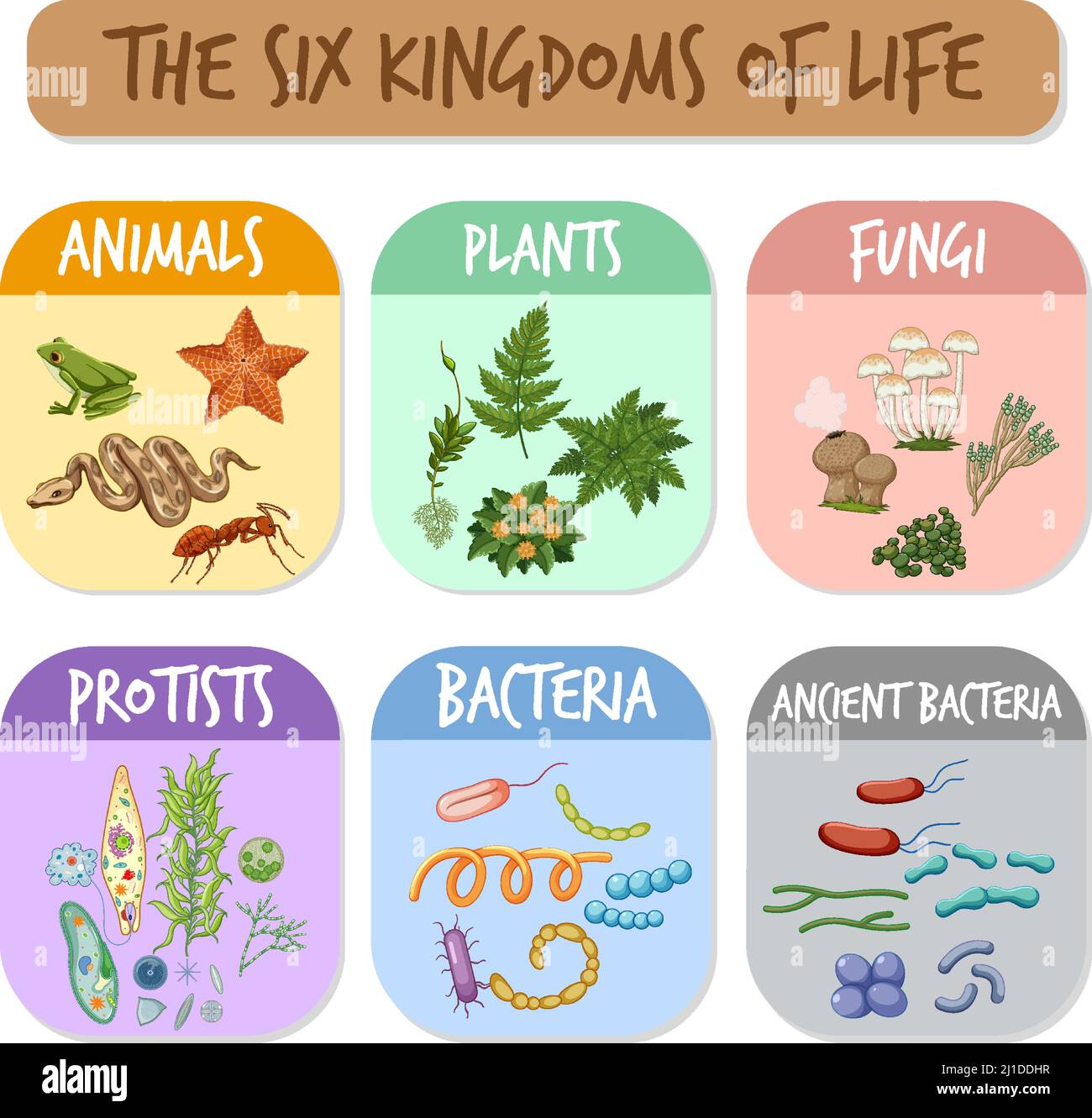 The six kingdoms of life illustration Stock Vector Image & Art - Alamy