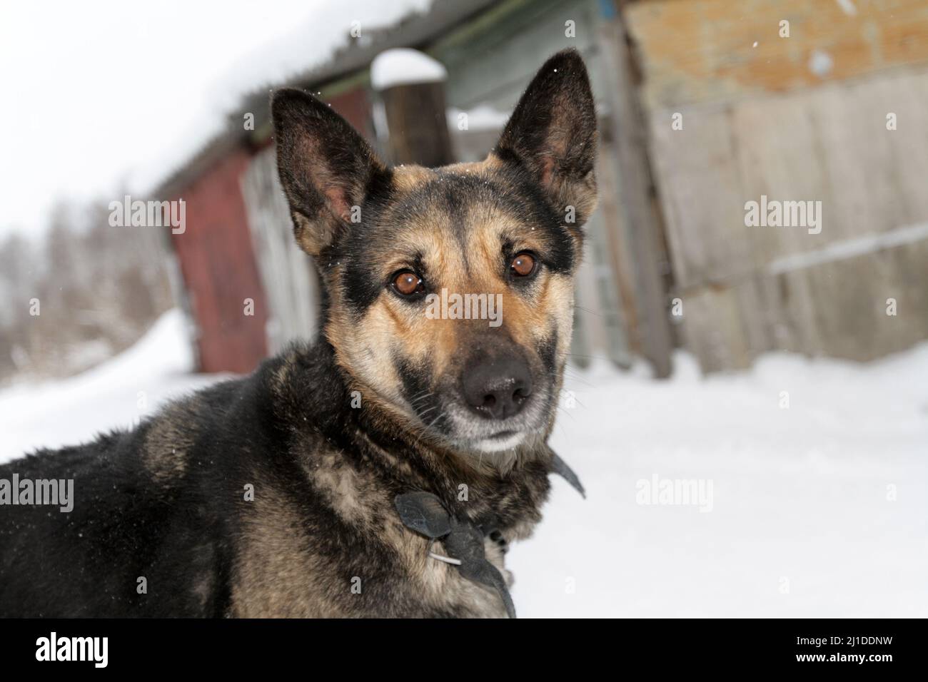 The sheep dog guards country cottage, winter Stock Photo - Alamy
