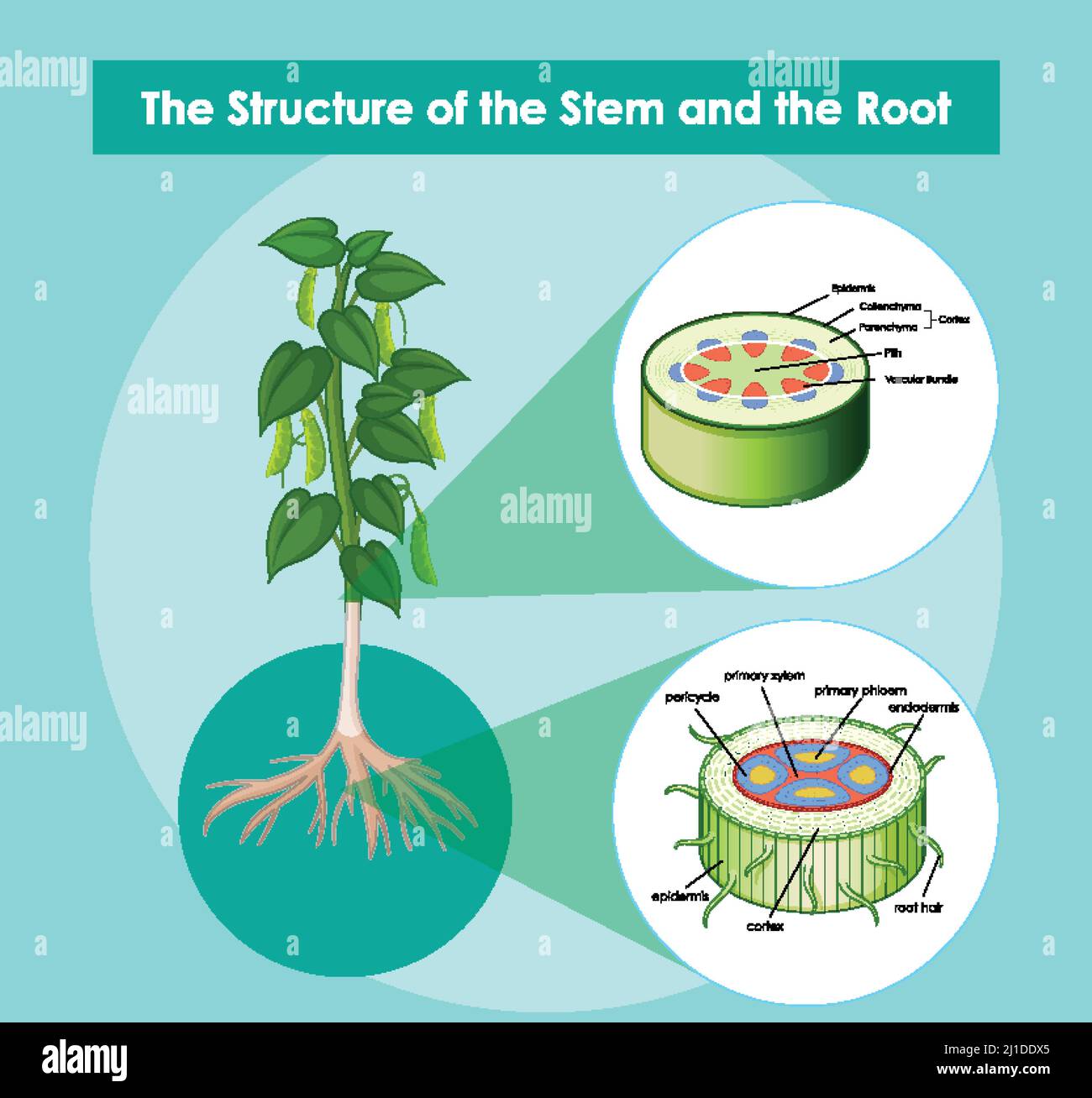 Diagram showing the structure of the stem and the root illustration ...