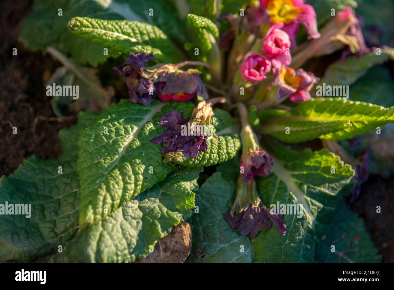 The common primrose frost bitten in the early spring. Primula damaged ...