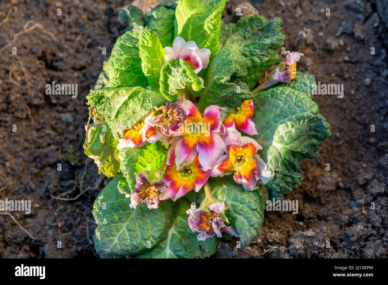 The common primrose frost bitten in the early spring. Primula damaged ...