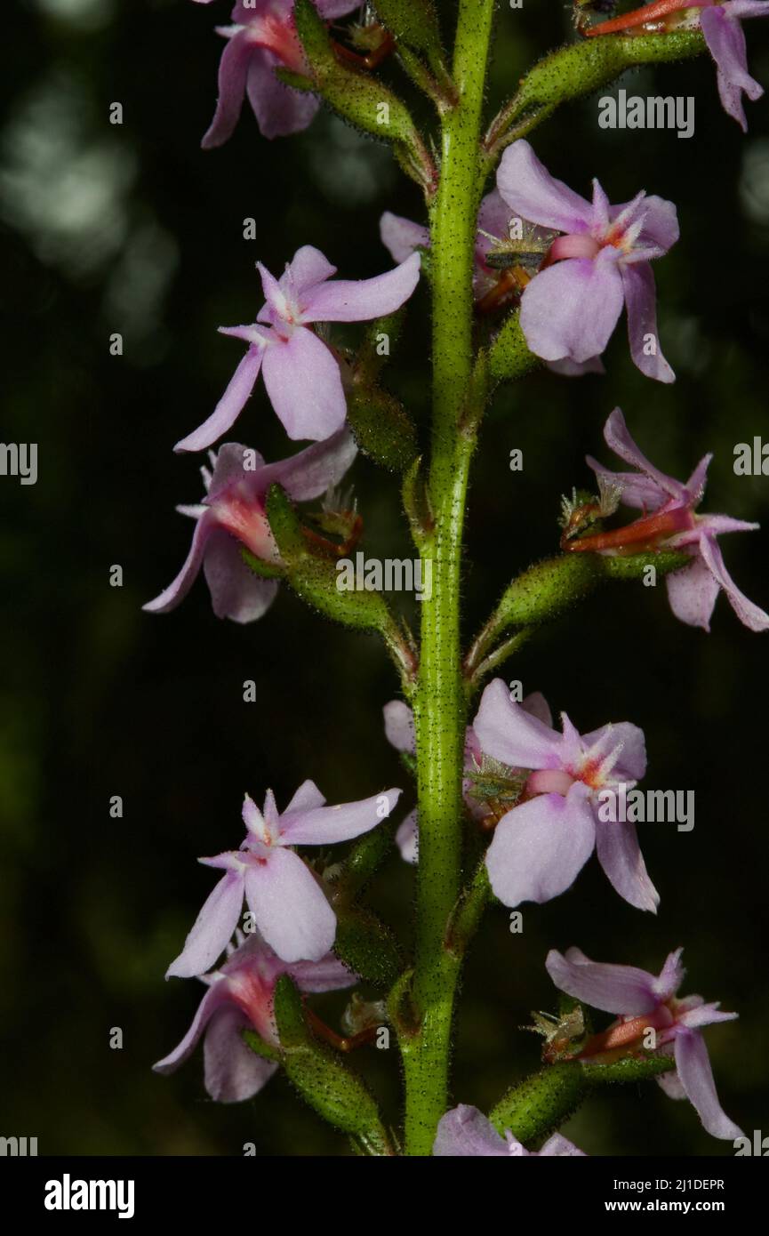 Australian trigger plant hi-res stock photography and images - Alamy