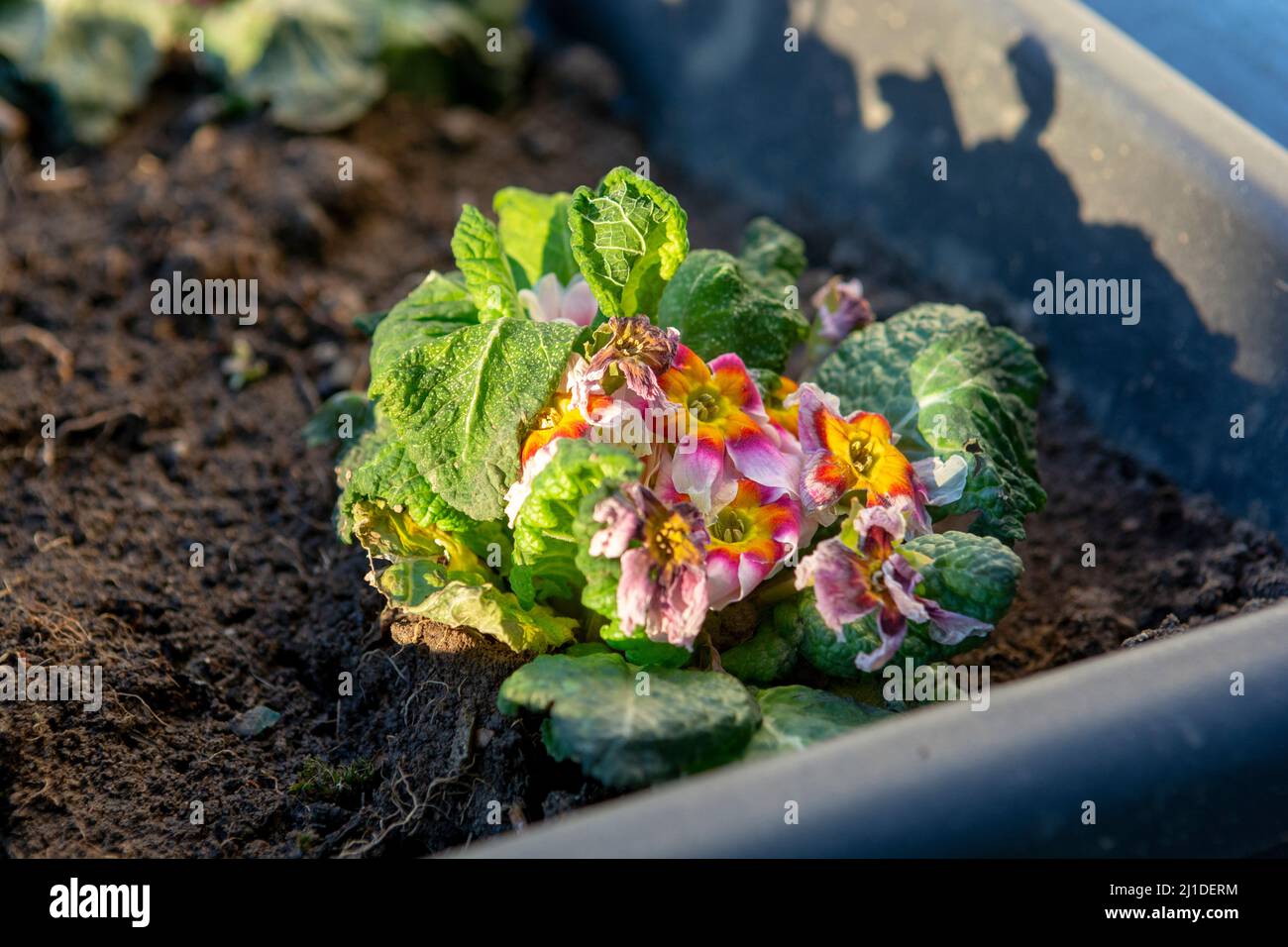 The common primrose frost bitten in the early spring. Primula damaged ...