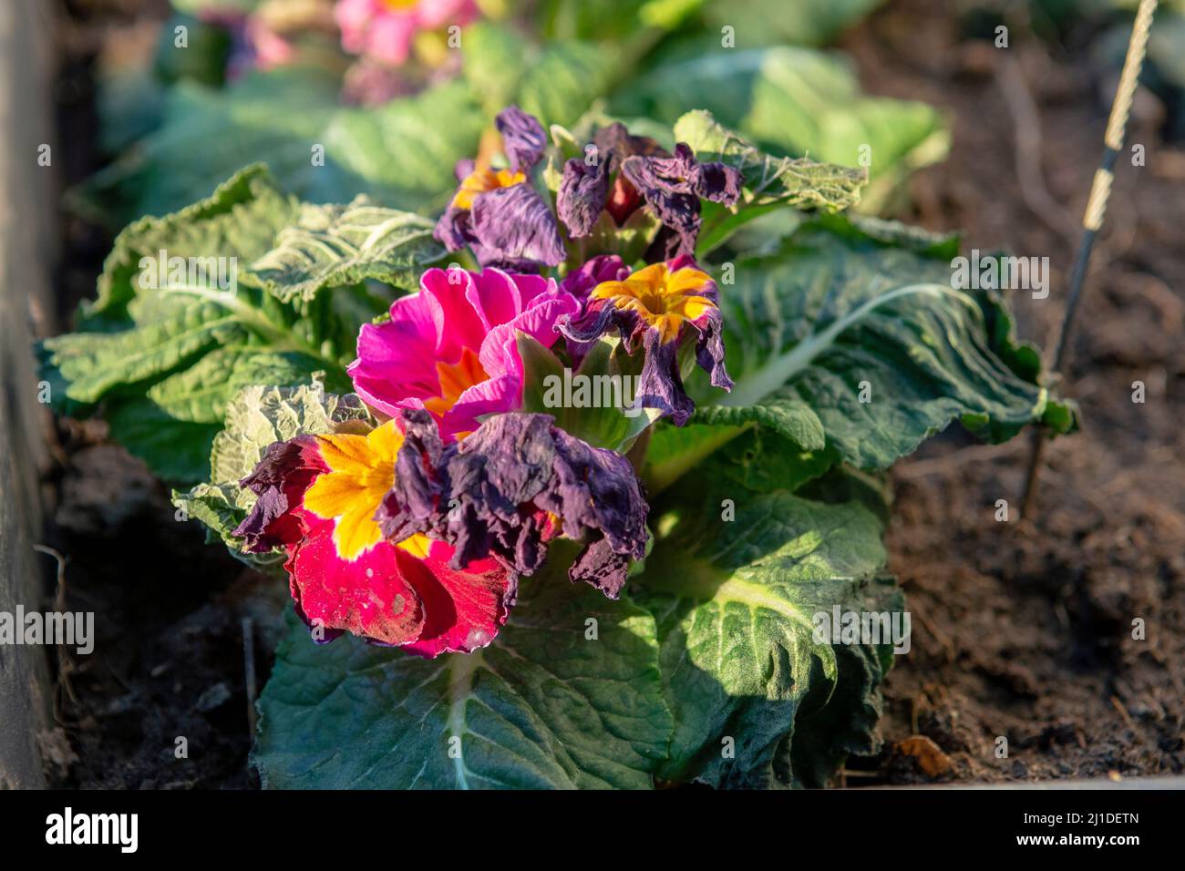 The common primrose frost bitten in the early spring. Primula damaged ...