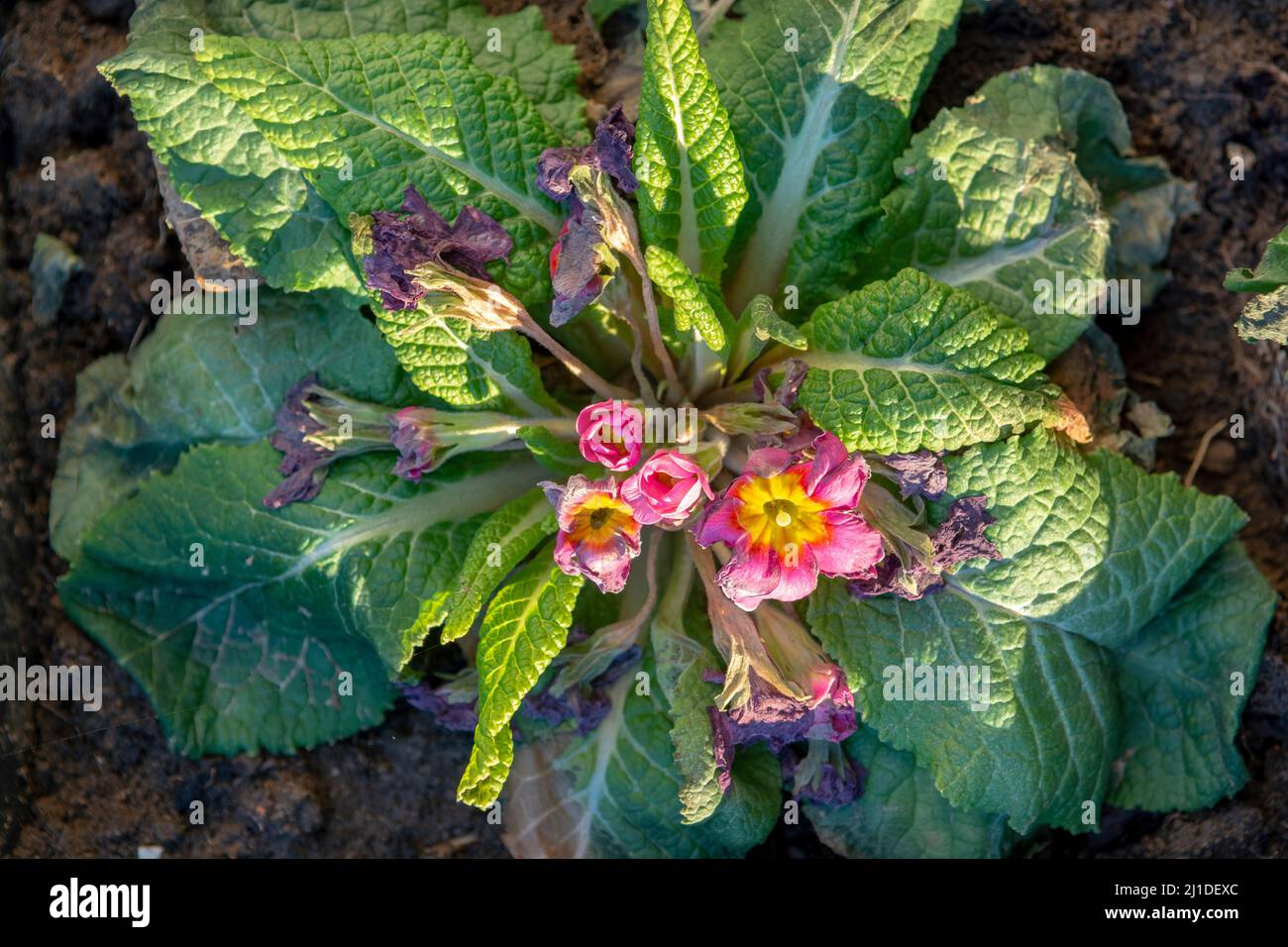 The common primrose frost bitten in the early spring. Primula damaged ...