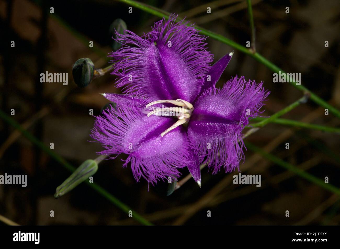 There are 2 species of Fringed Lillies - these are the Common Fringe ...