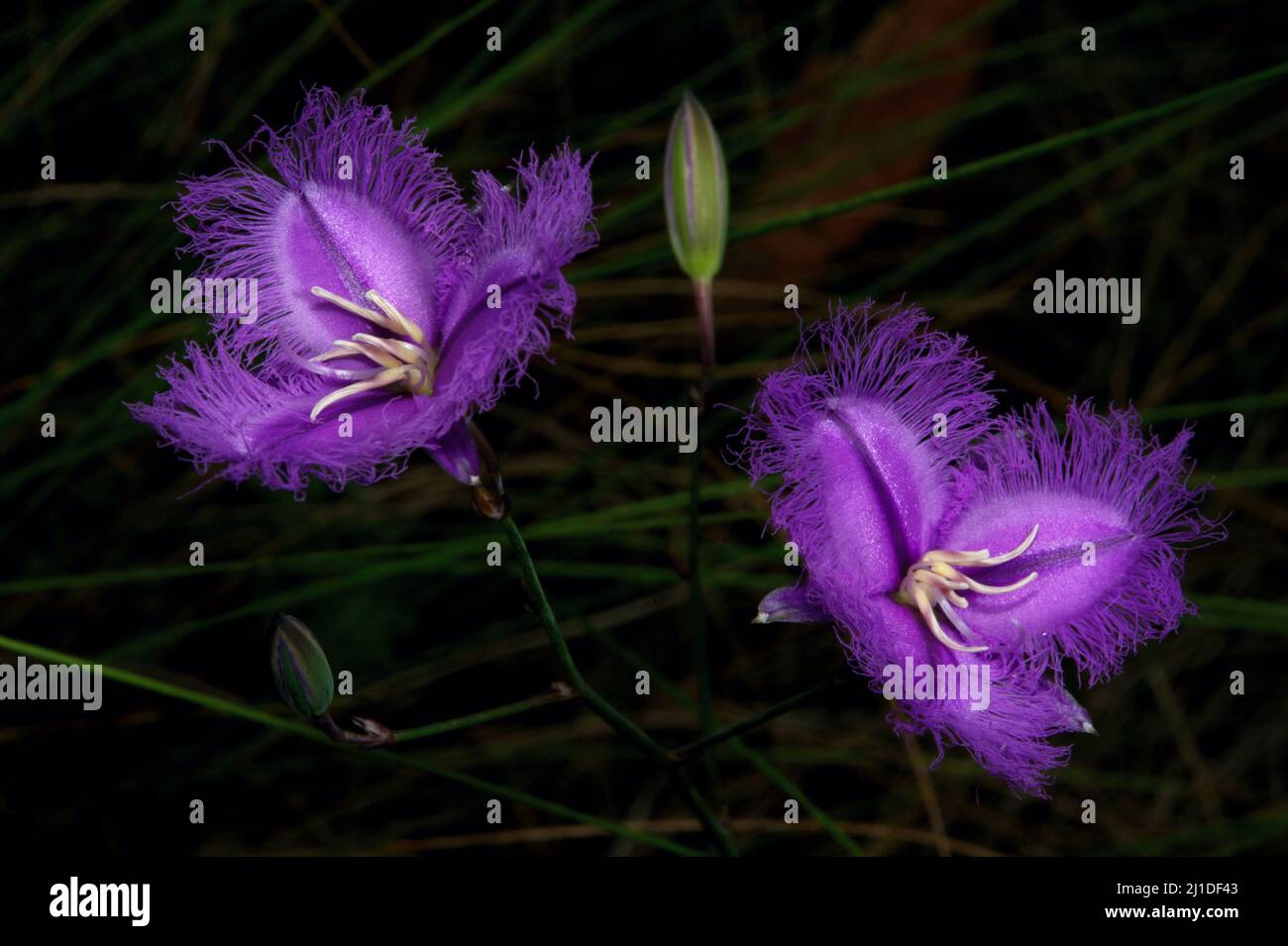 Fringe lily hi-res stock photography and images - Alamy