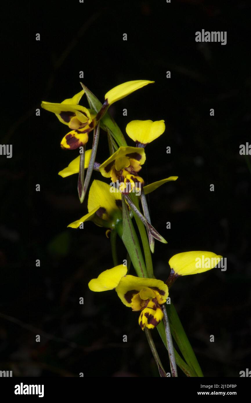 Donkey orchid diuris hi-res stock photography and images - Alamy