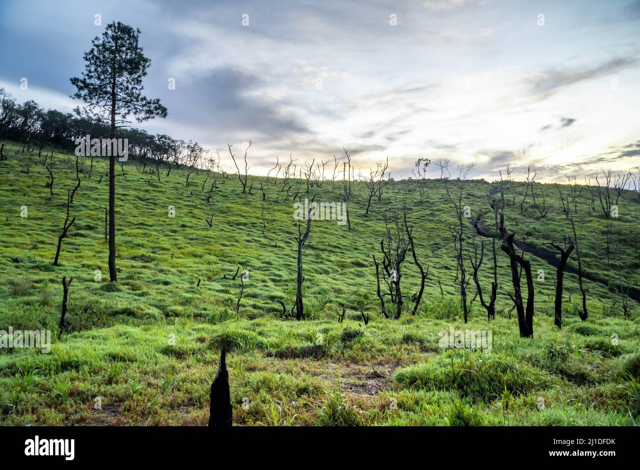 The vast green meadow above the mountains Stock Photo - Alamy