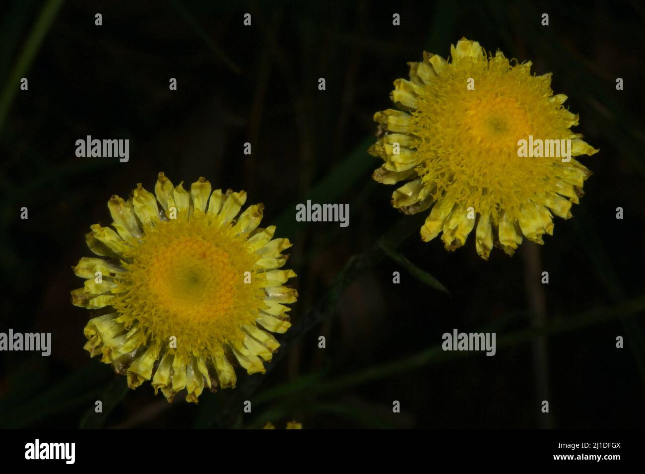 Button Everlasting flowers (Helichrysum Scorpioides) always remind me ...