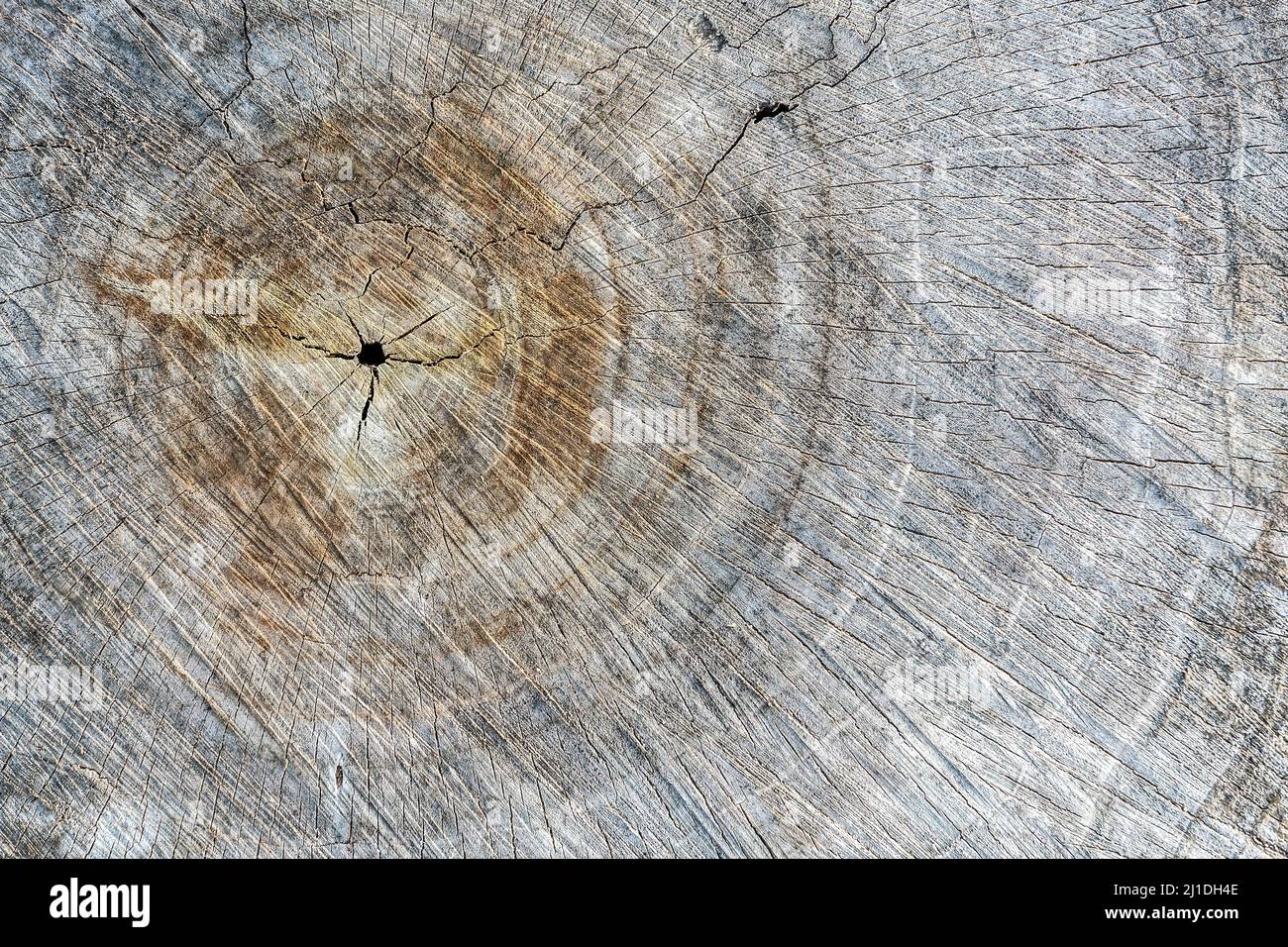 old tree stump texture. grey weathered background Stock Photo - Alamy