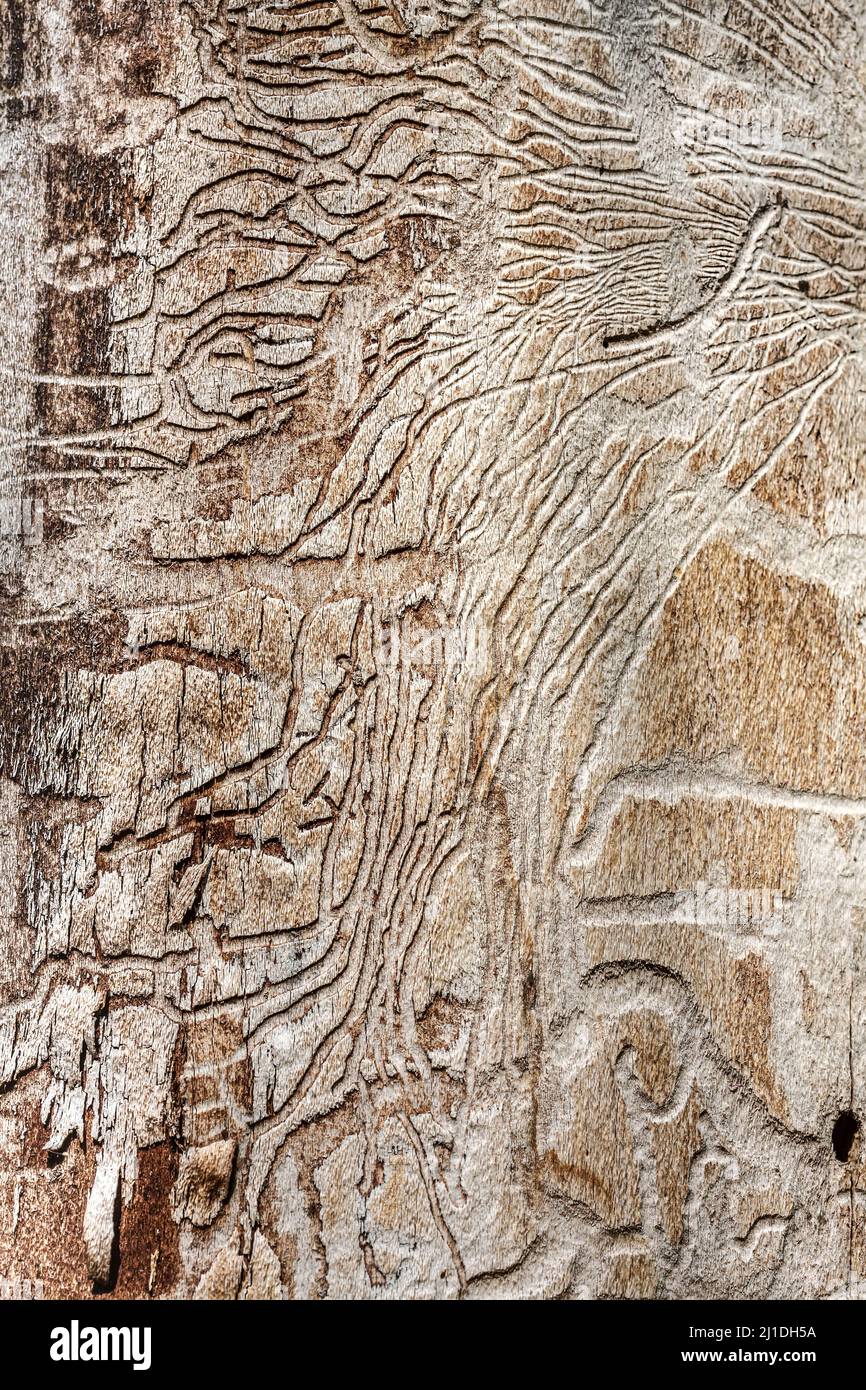 Wood carving texture hi-res stock photography and images - Alamy