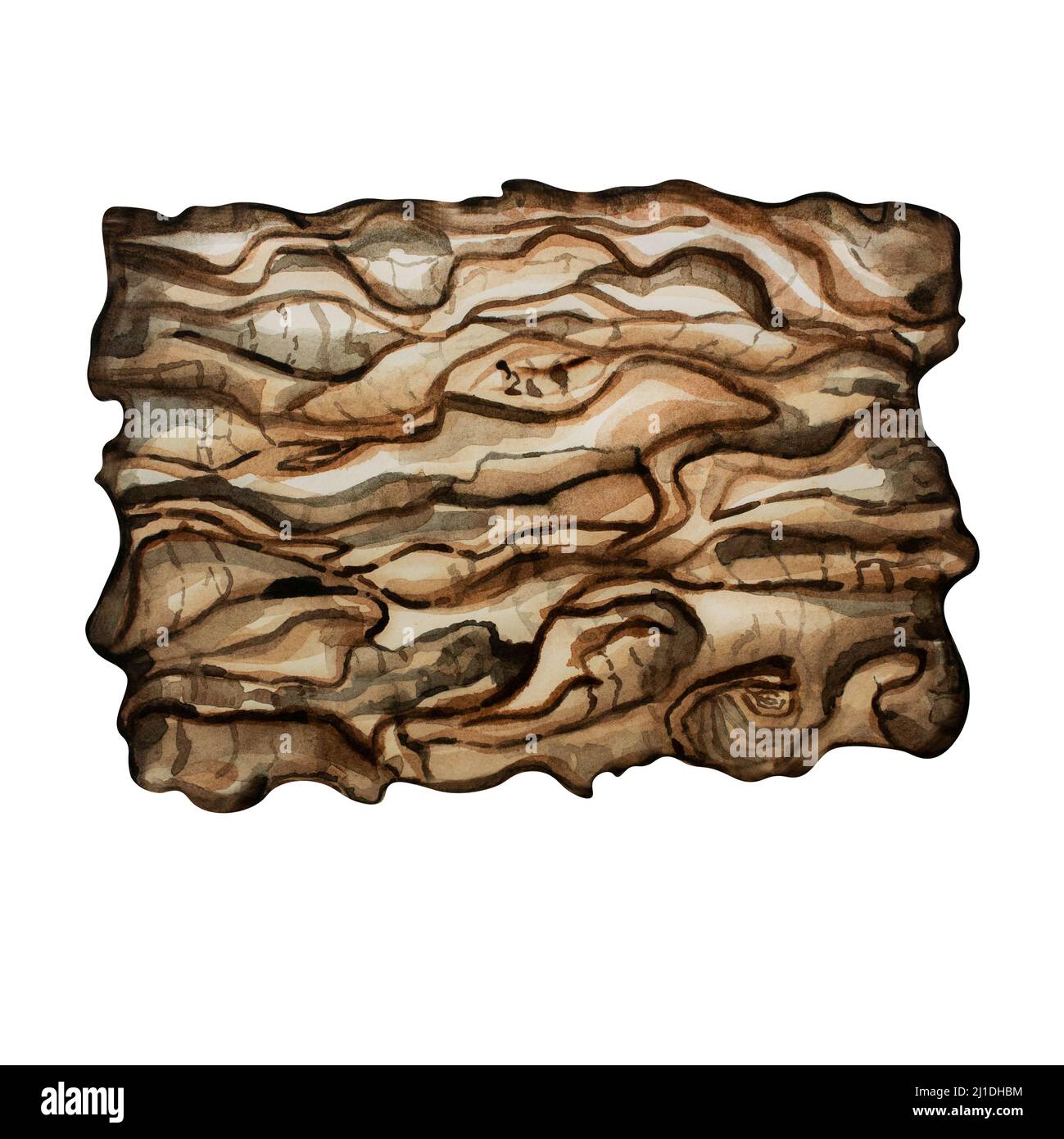 Wooden plank, tree old bark watercolor illustration isolated. Wooden ...