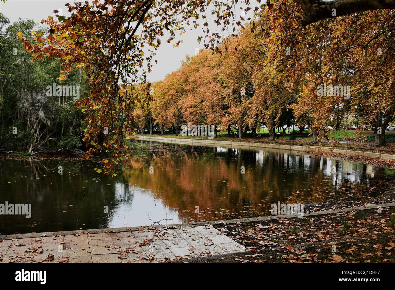 Autumn trees in Hyde Park Perth Western Australia Stock Photo - Alamy