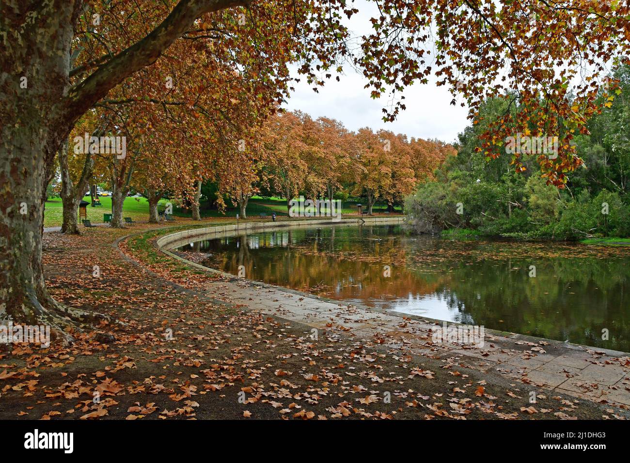 Autumn trees in Hyde Park Perth Western Australia Stock Photo - Alamy