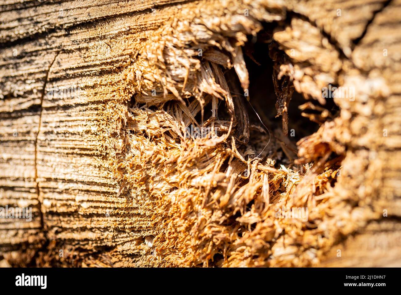 A closeup shot of a hollow in a wood snag Stock Photo - Alamy